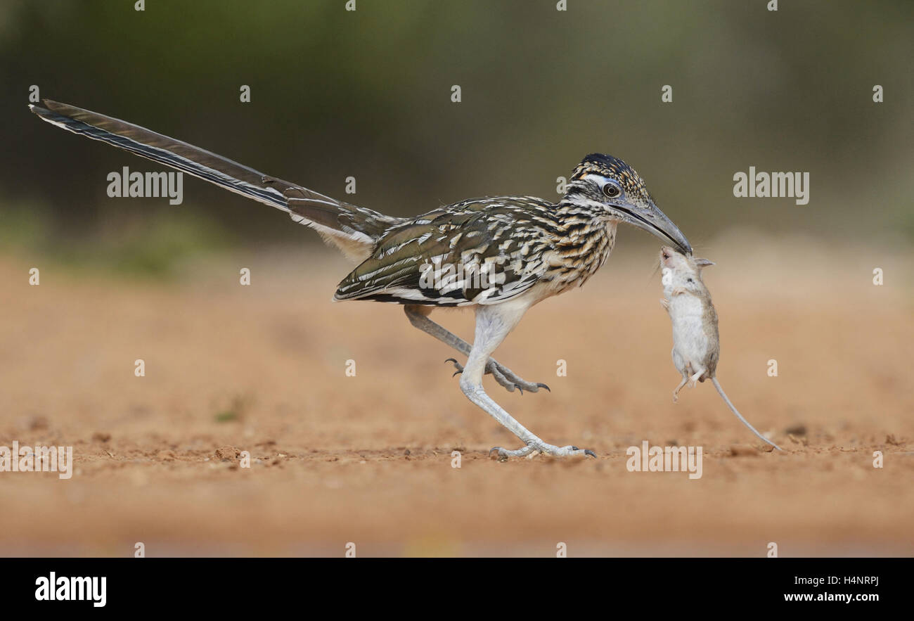 Greater Roadrunner (Geococcyx californianus), adult with mouse prey ...