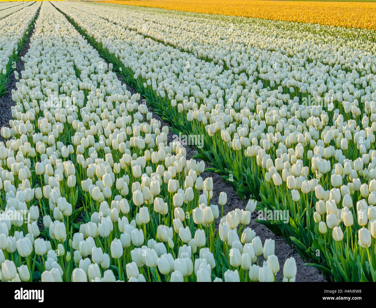 Tulip fields in the Netherlands Stock Photo - Alamy