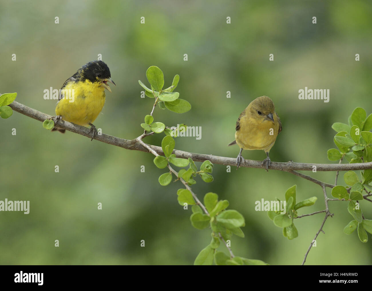 Lesser Goldfinch (Carduelis psaltria), adult male with young, Hill ...