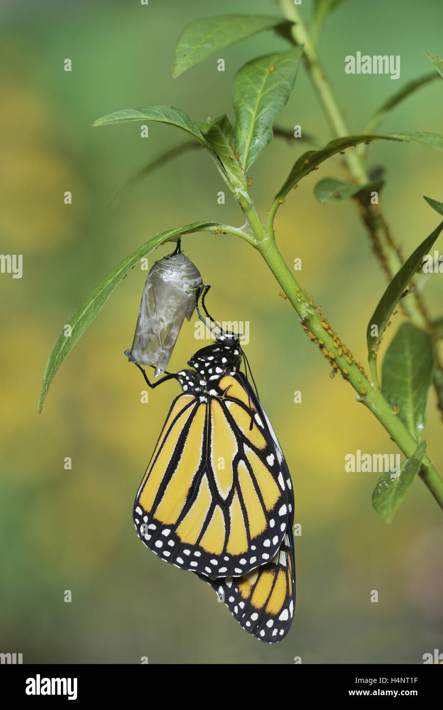Monarch (Danaus plexippus), butterfly hanging from chrysalis on ...