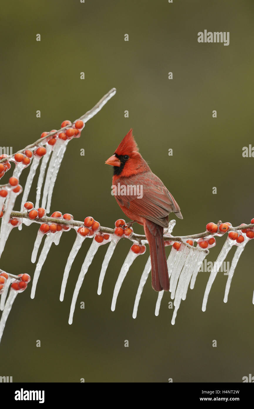 Northern cardinal hi-res stock photography and images - Alamy