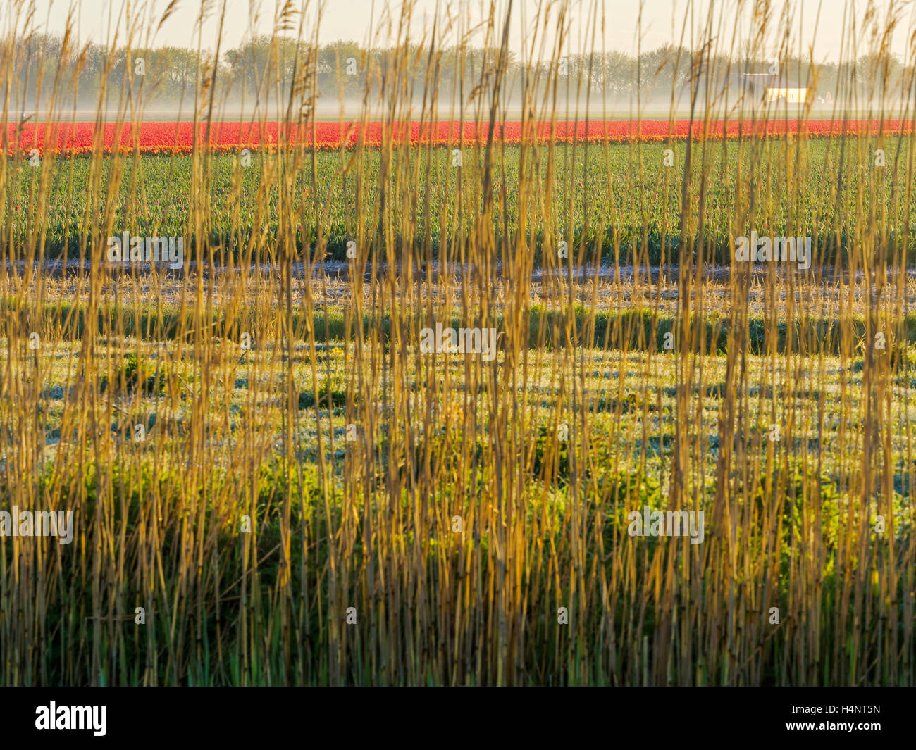 Netherlands holland europe agriculture hi-res stock photography and ...