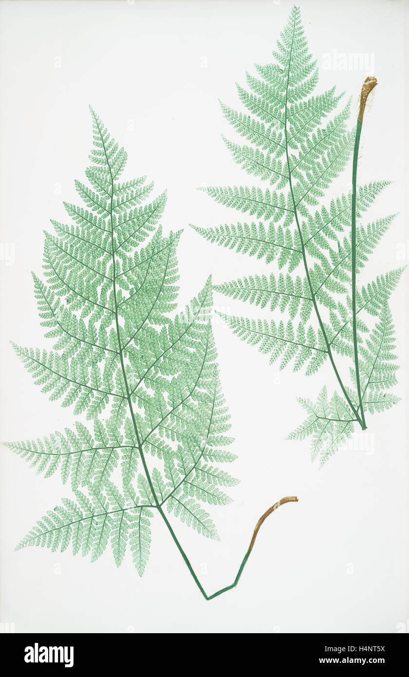 Lastrea dilatata. The broad prickly-toothed buckler fern, Bradbury ...