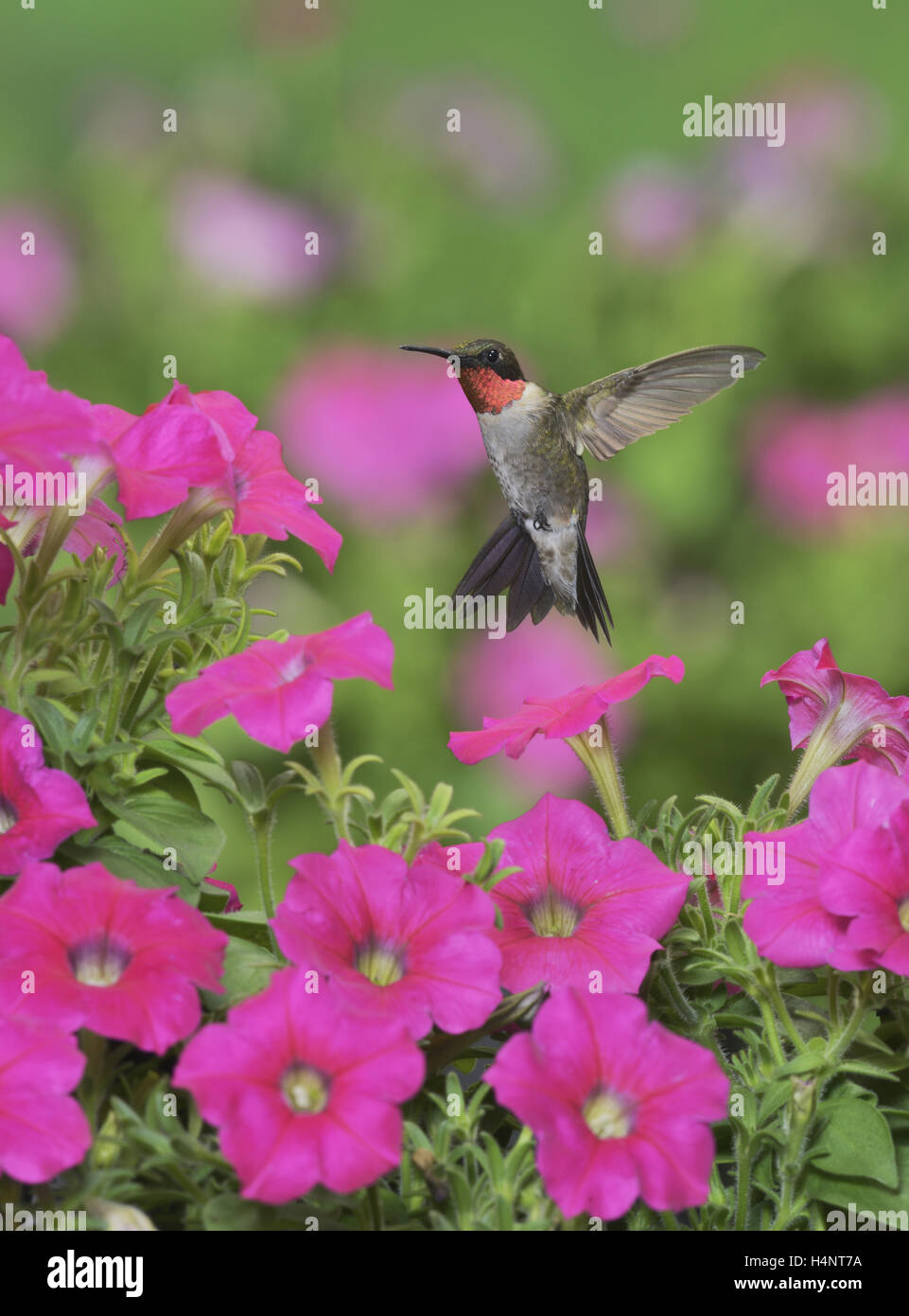 Red petunias hummingbird hi-res stock photography and images - Alamy