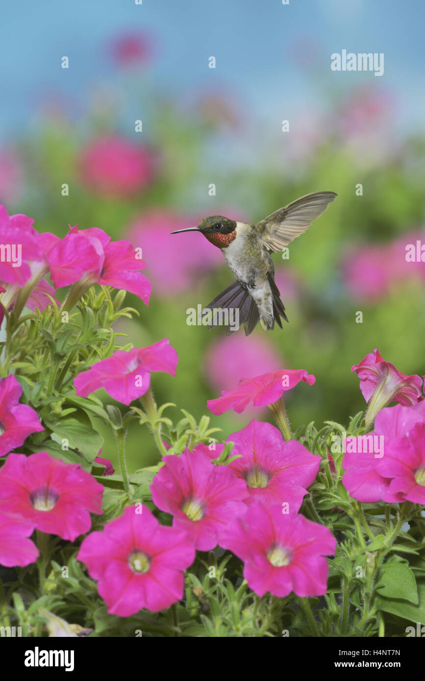 Red petunias hummingbird hi-res stock photography and images - Alamy
