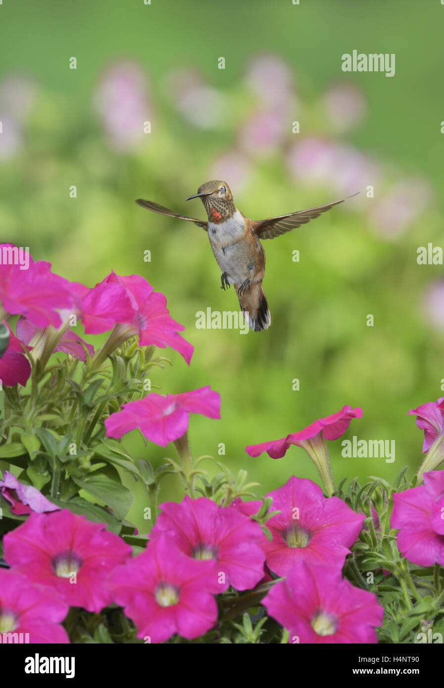 Young hummingbirds hi-res stock photography and images - Alamy