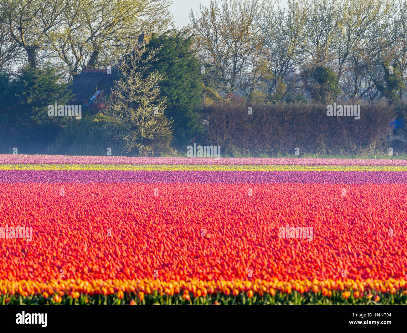Tulip fields in the Netherlands Stock Photo - Alamy