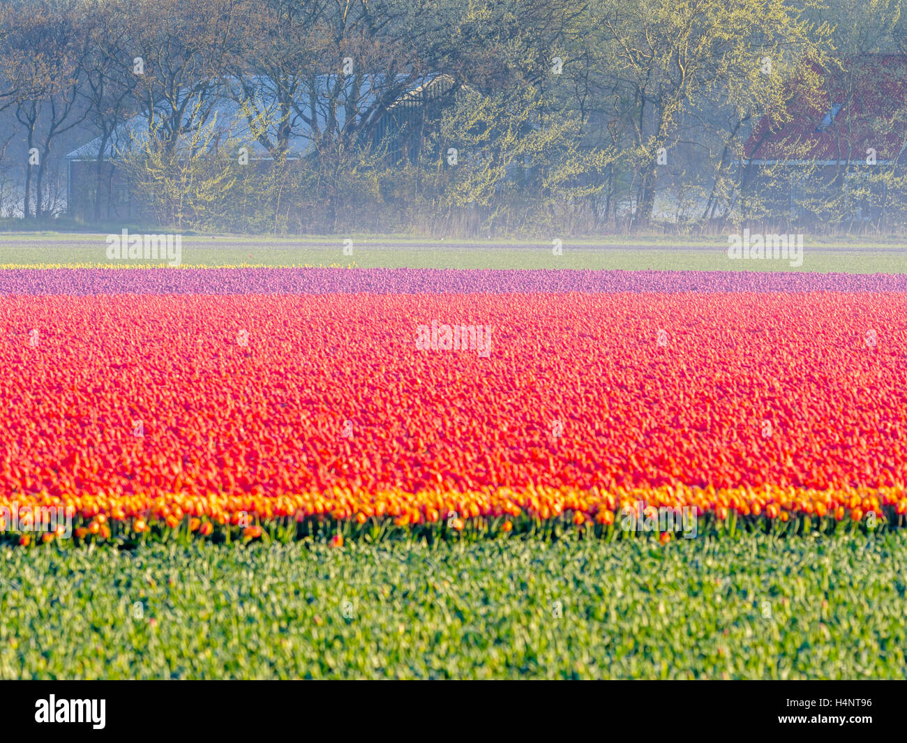 Tulip fields in the Netherlands Stock Photo - Alamy