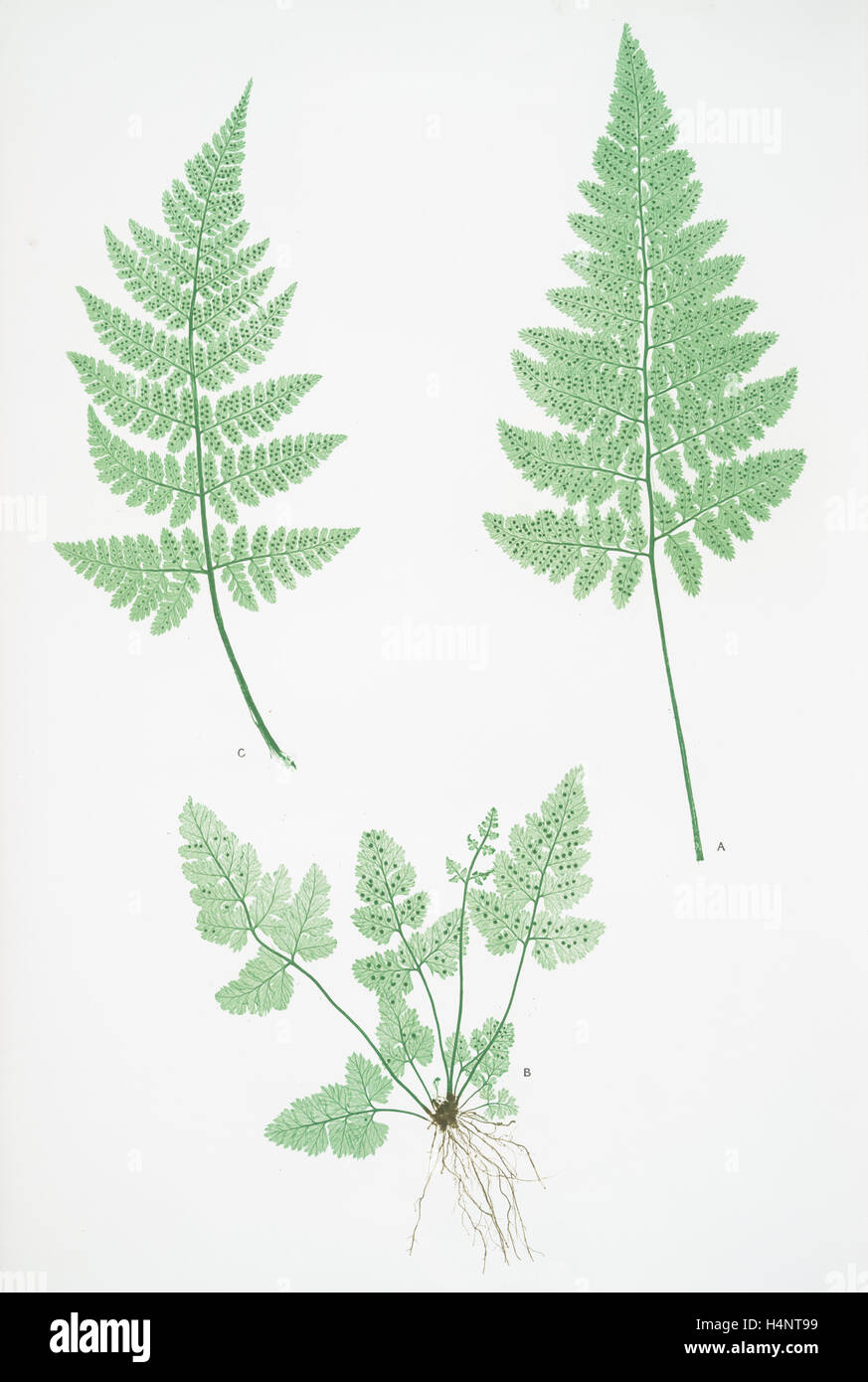 Lastrea dukatata dynetirym. The broad prickly-toothed buckler fern ...