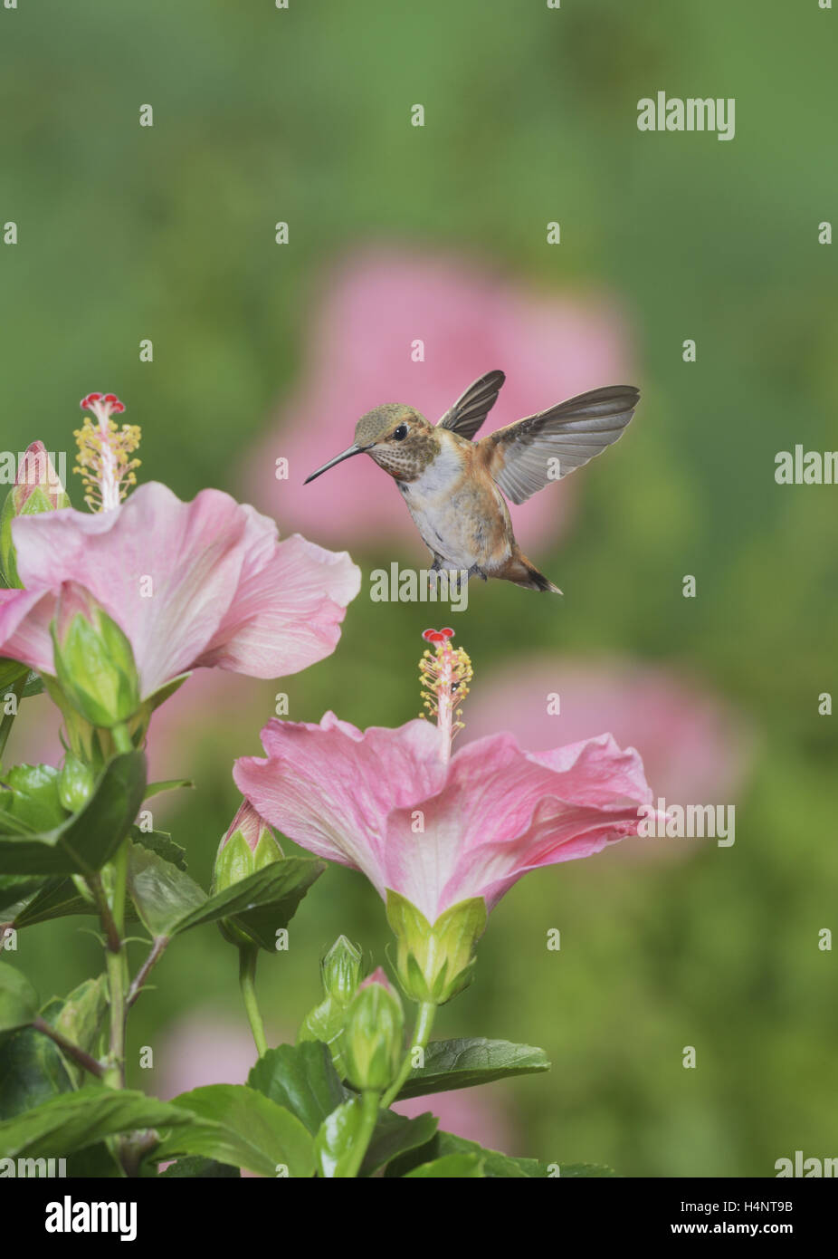 Rufous Hummingbird (Selasphorus rufus), young male on blooming Hibiscus ...