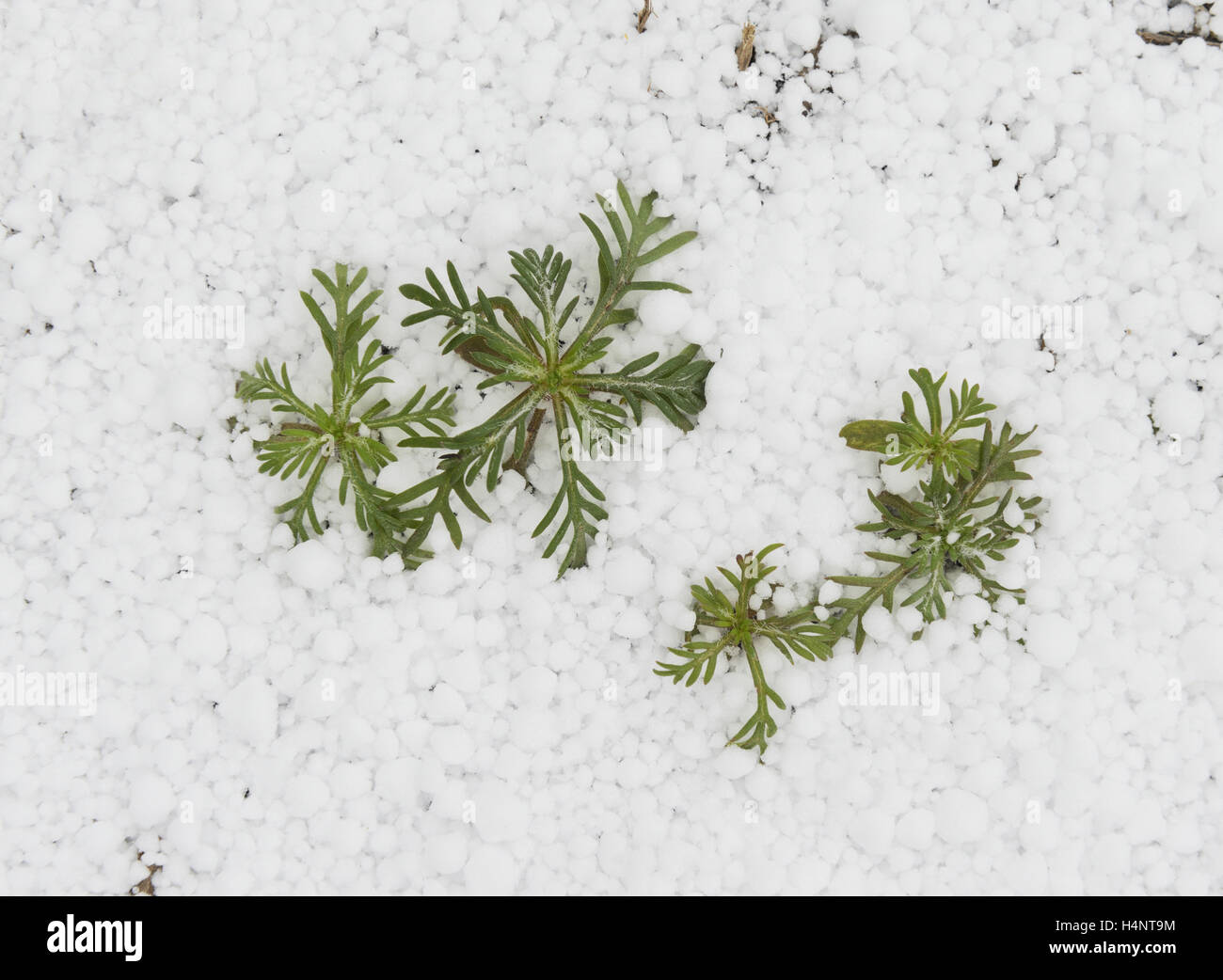 Ipomopsis rubra hi-res stock photography and images - Alamy