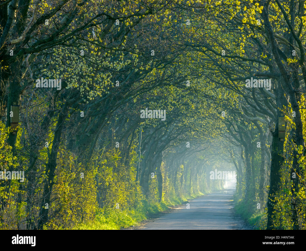 Tree tunnel in the Netherlands Stock Photo - Alamy