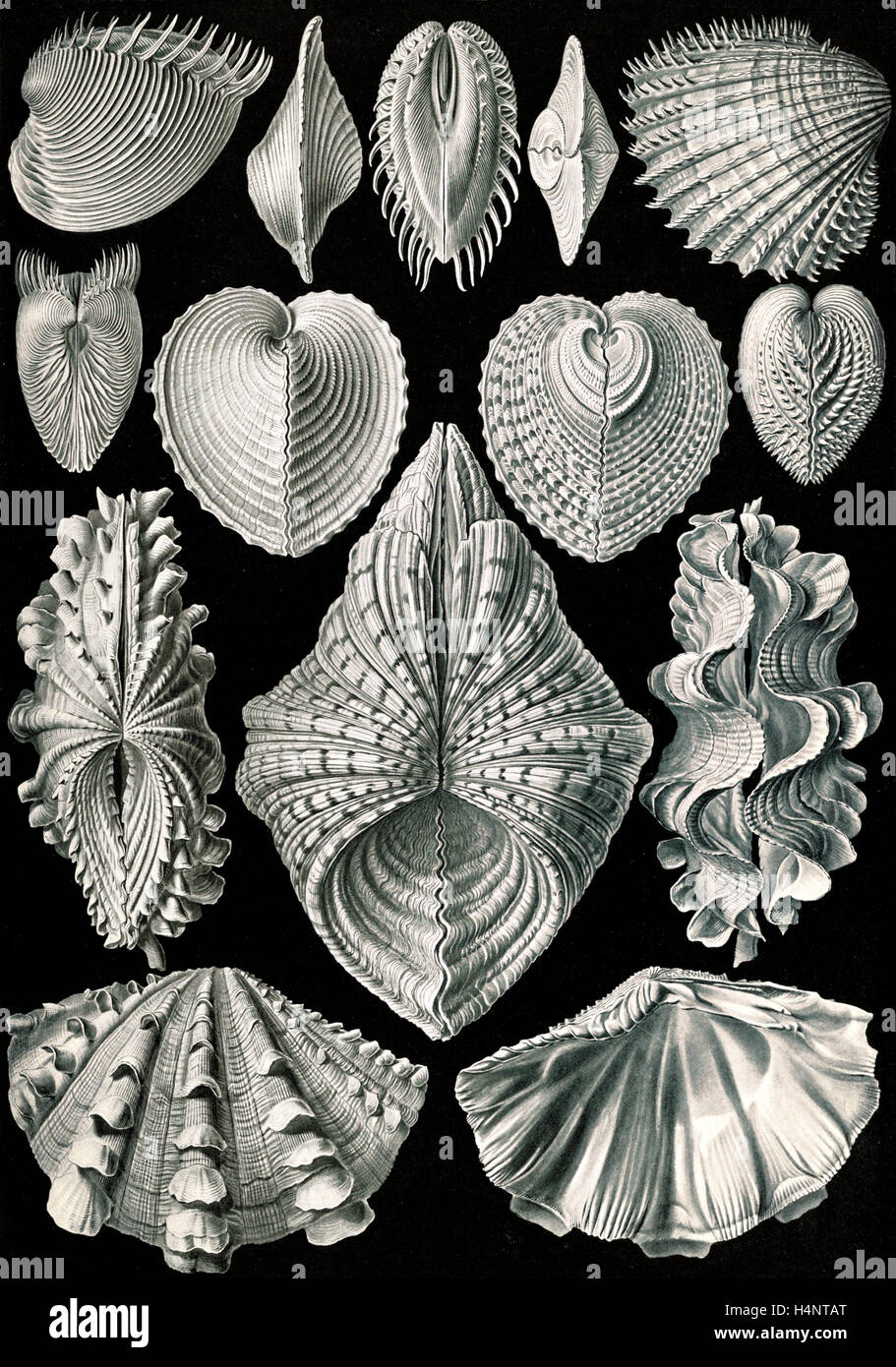 Illustration showing a variety of mollusks. Acephala. - Muscheln, 1 ...