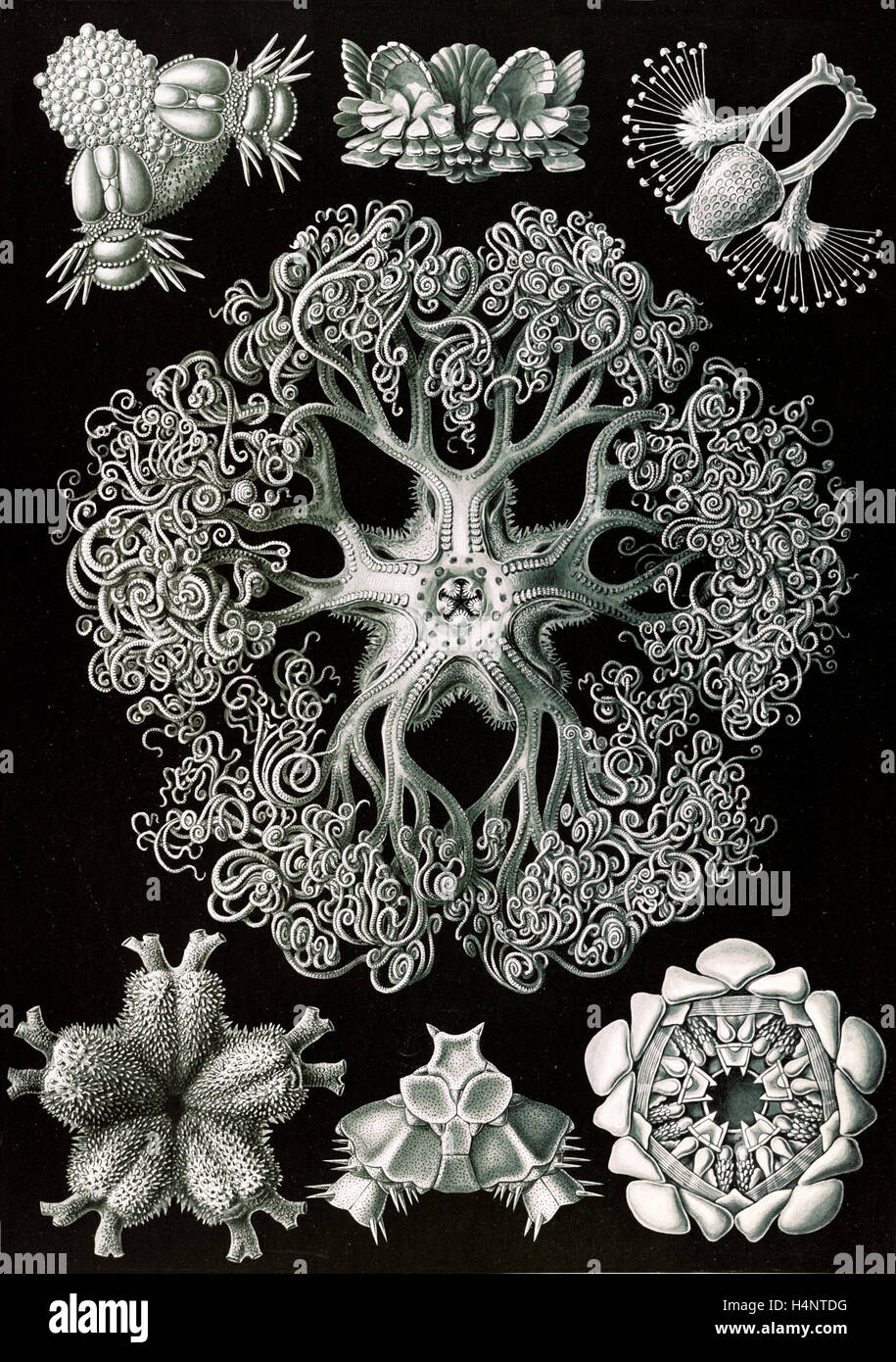 Starfish and details of starfish anatomy hi-res stock photography and ...