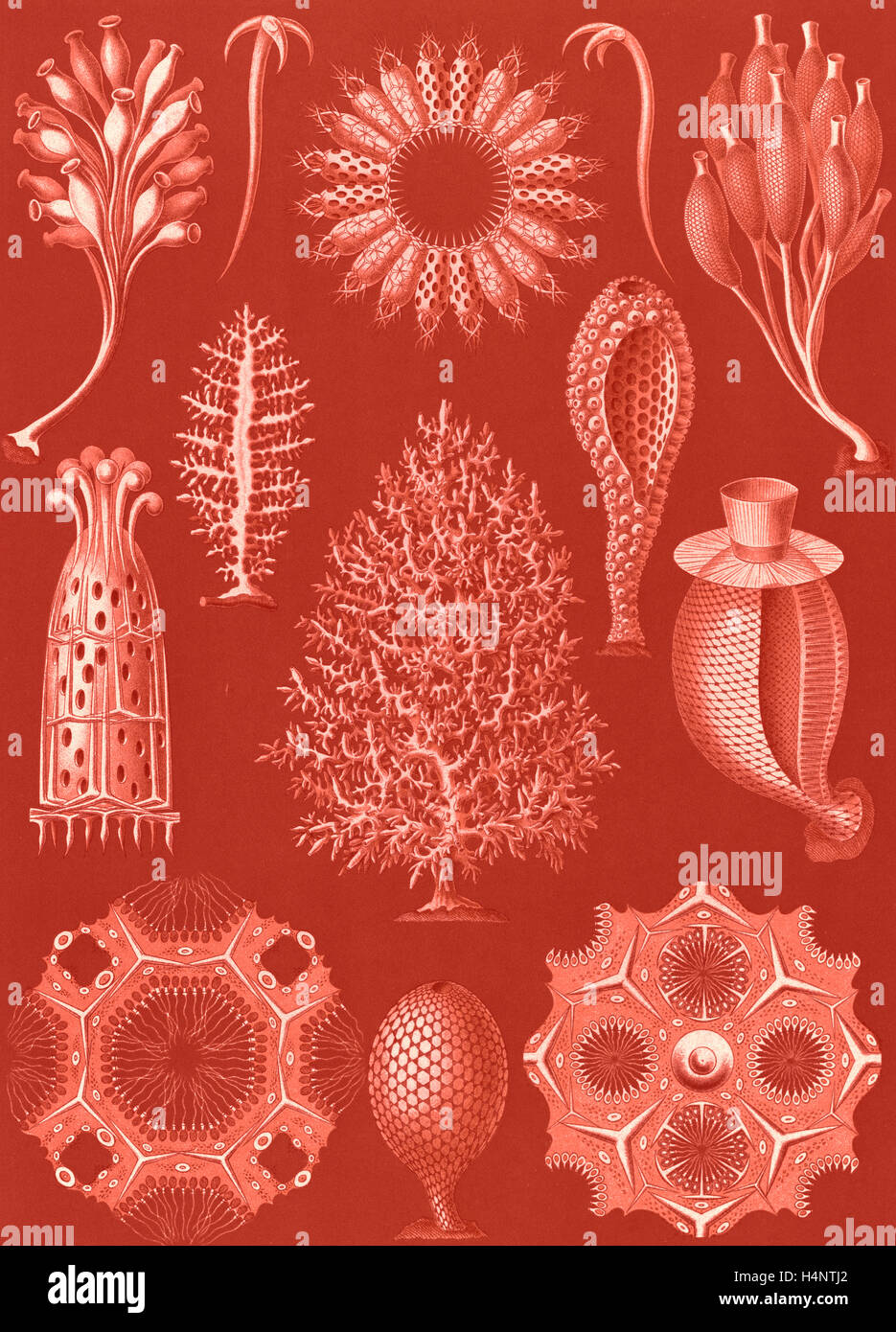 Illustration shows calcareous sponges. Calcispongiae. - Kalkschwämme, 1 ...