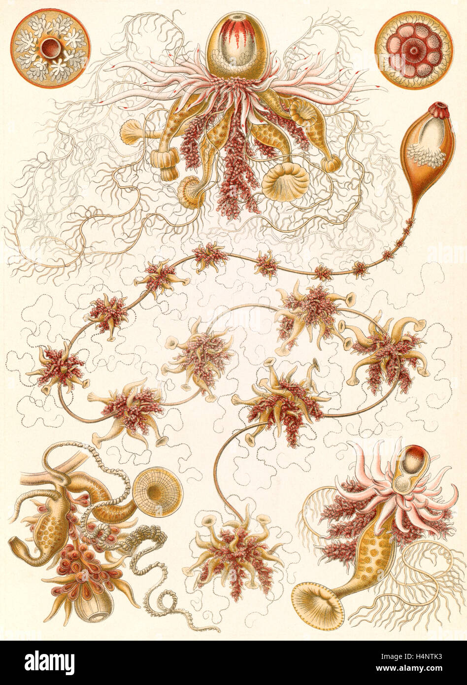 Illustration shows marine invertebrates. Siphonophorae. - Staatsquallen ...