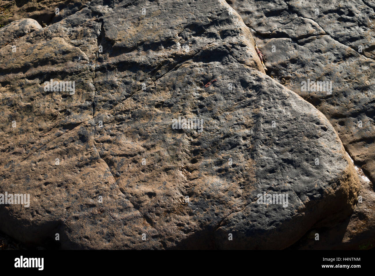 Giant centipede fossil hi-res stock photography and images - Alamy