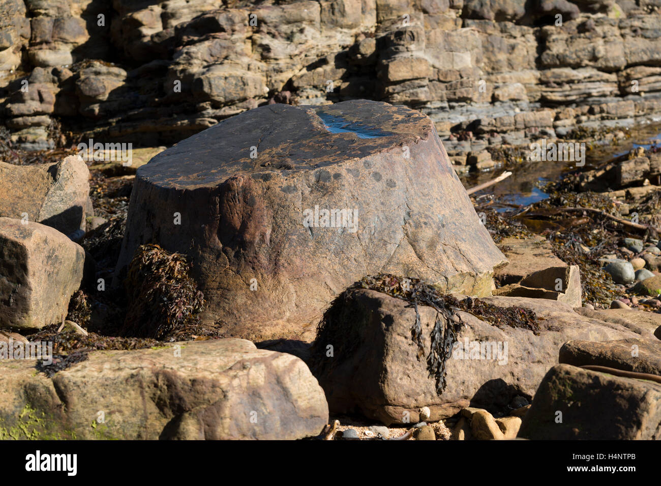 Fossilised tree hi-res stock photography and images - Alamy