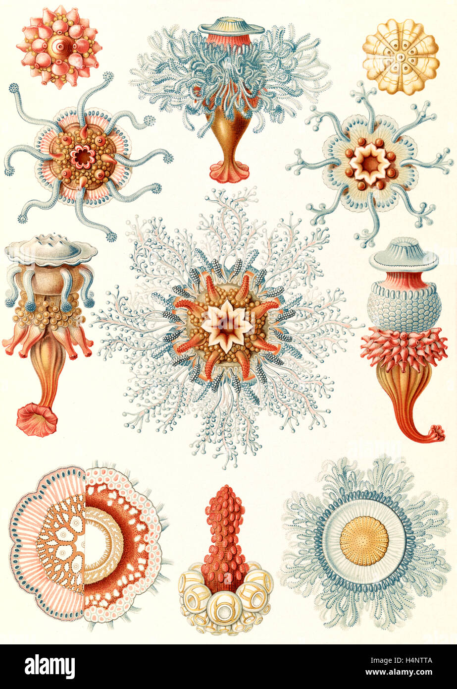 Illustration shows marine invertebrates. Siphonophorae. - Staatsquallen ...