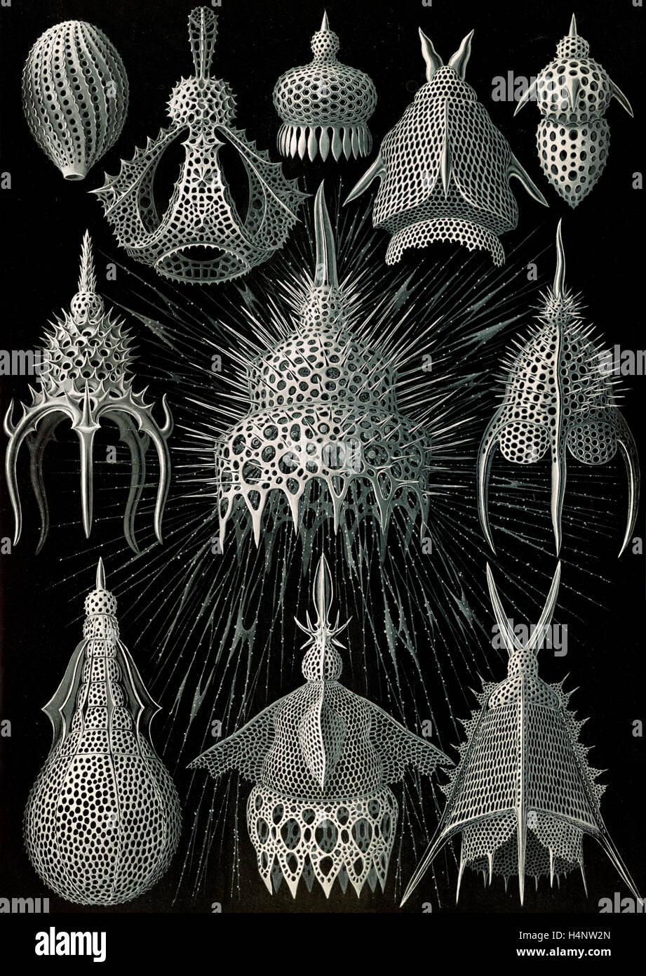 Illustration shows microorganisms in the class Radiolaria. Crytoidea ...