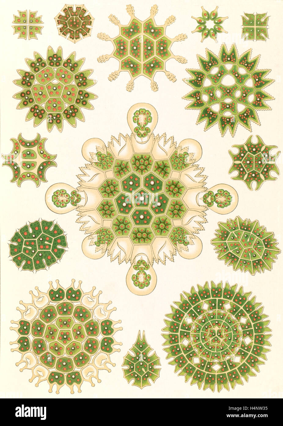 Algae in the genus pediastrum hi-res stock photography and images - Alamy