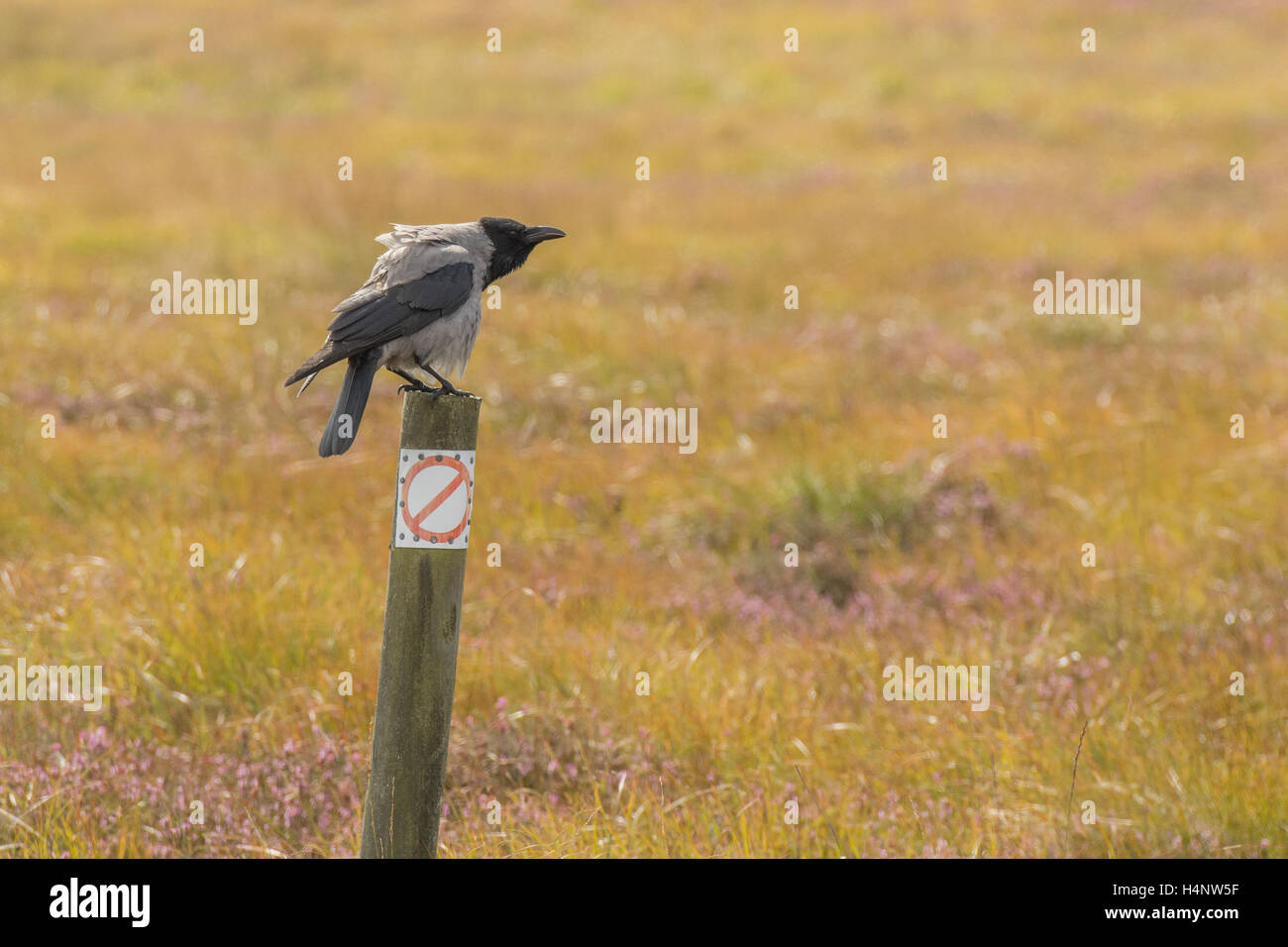 Hooded Crow (Corvus cornix) on wooden pole and 'prohibited' sign Stock ...