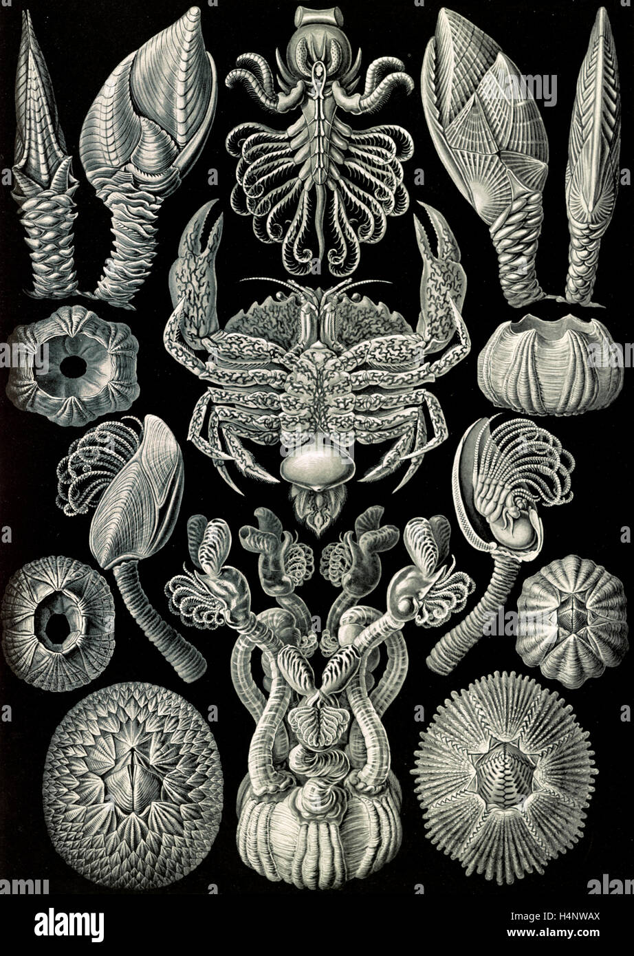 Illustration shows barnacles. Cirripedia. - Rankenkreble, 1 print ...