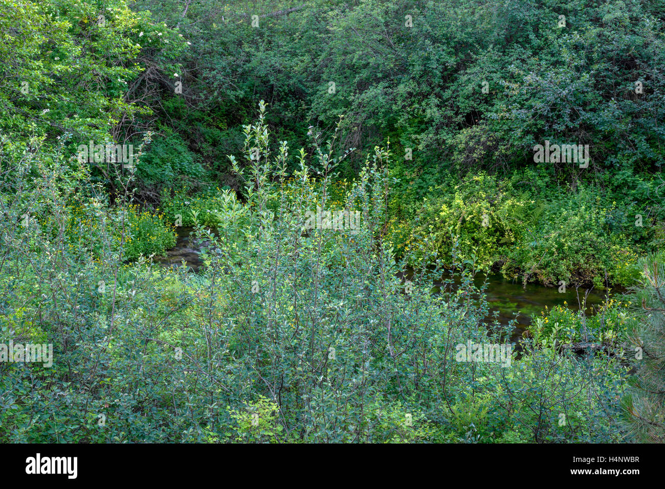 USA, Oregon, Deschutes National Forest, Source of the Metolius River ...