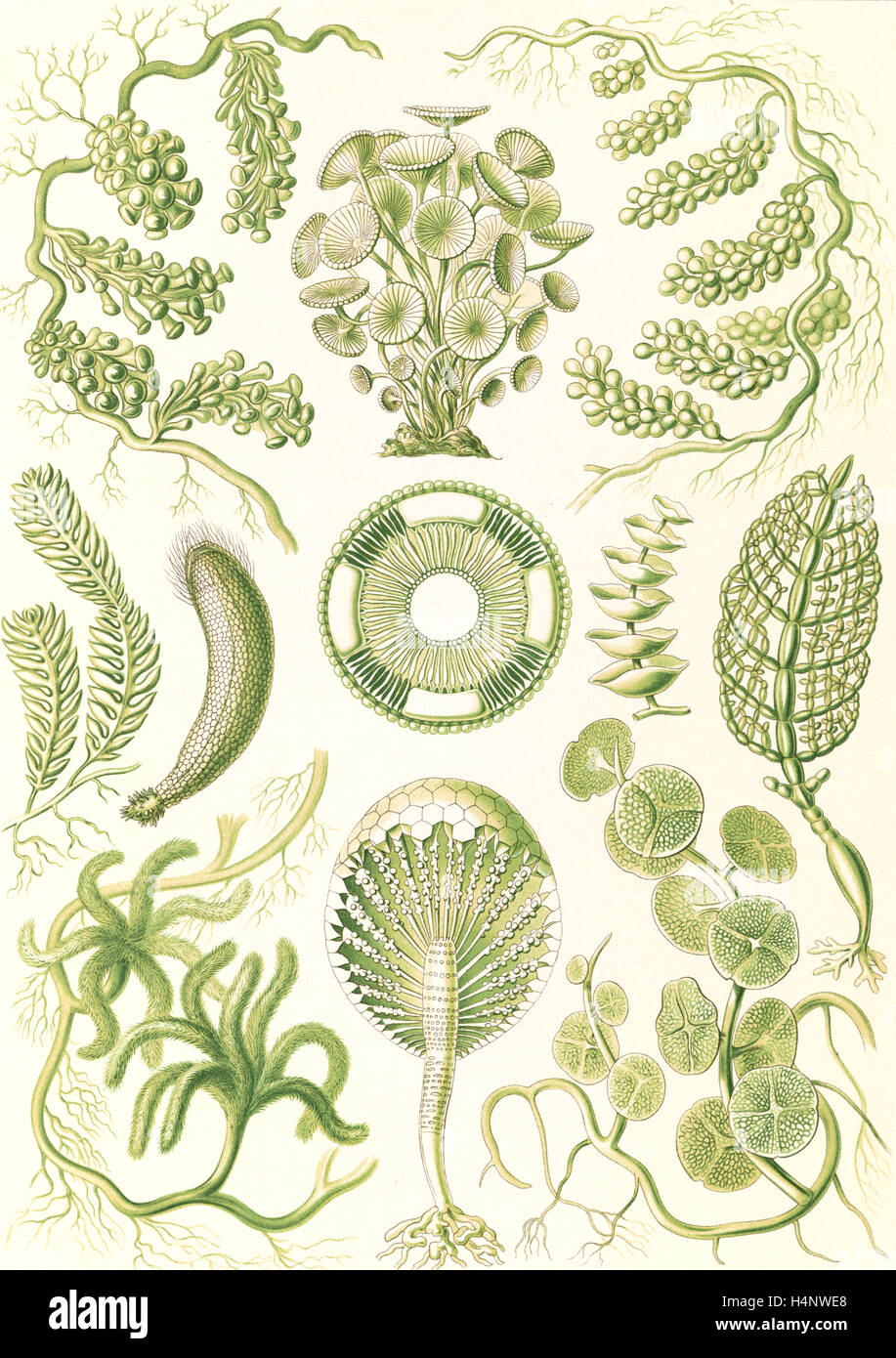 Seaweed Scientific Illustration
