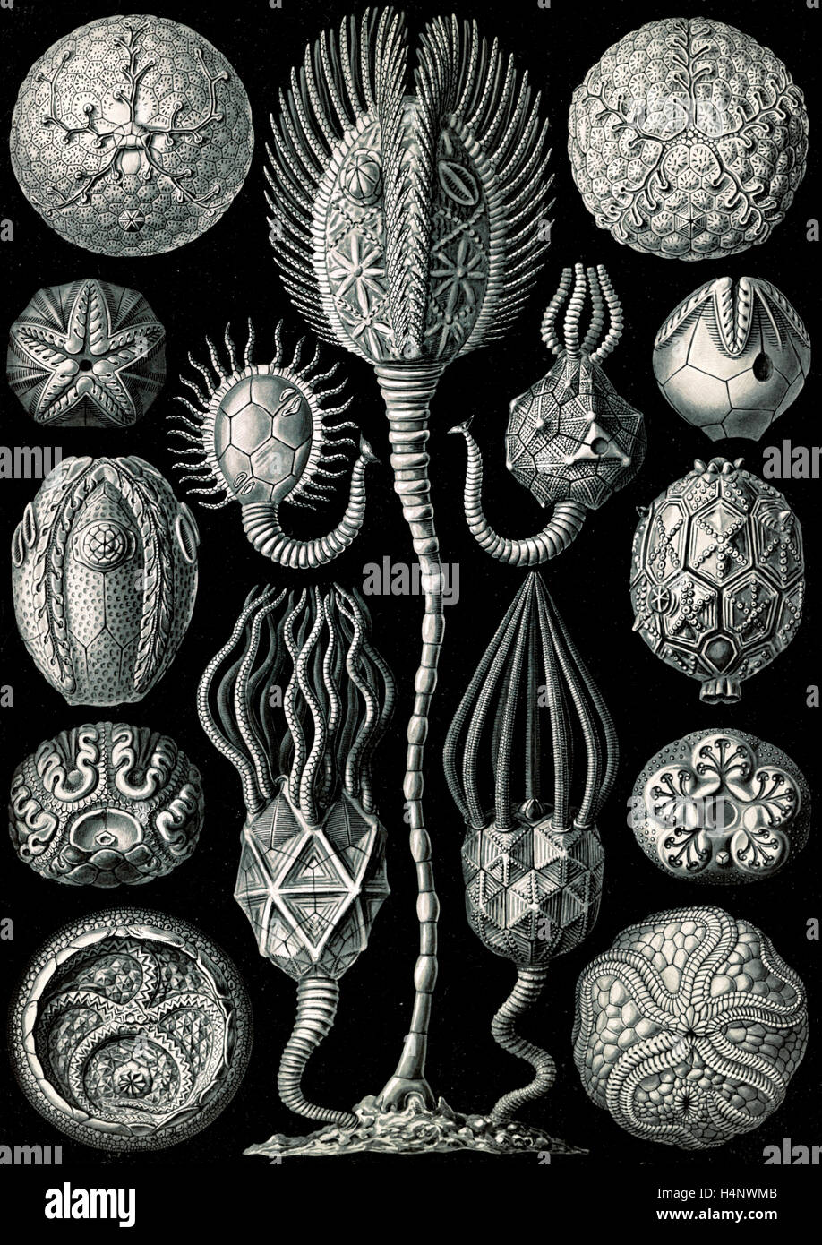 Cystoidea High Resolution Stock Photography and Images - Alamy