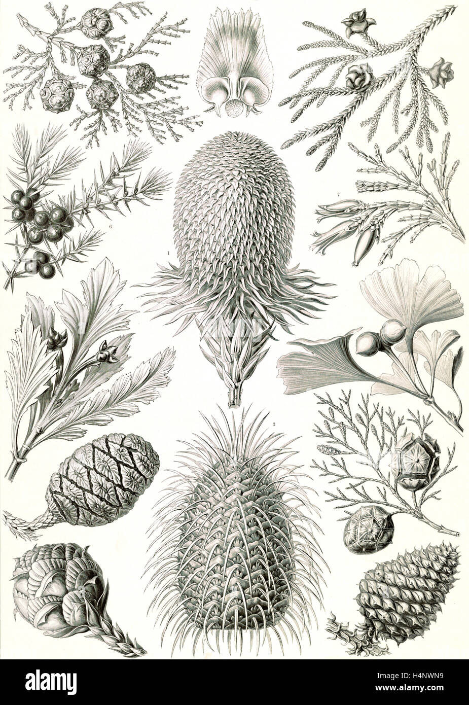 Illustration shows conifers. Coniferae. - Bapfenbäume, 1 print ...