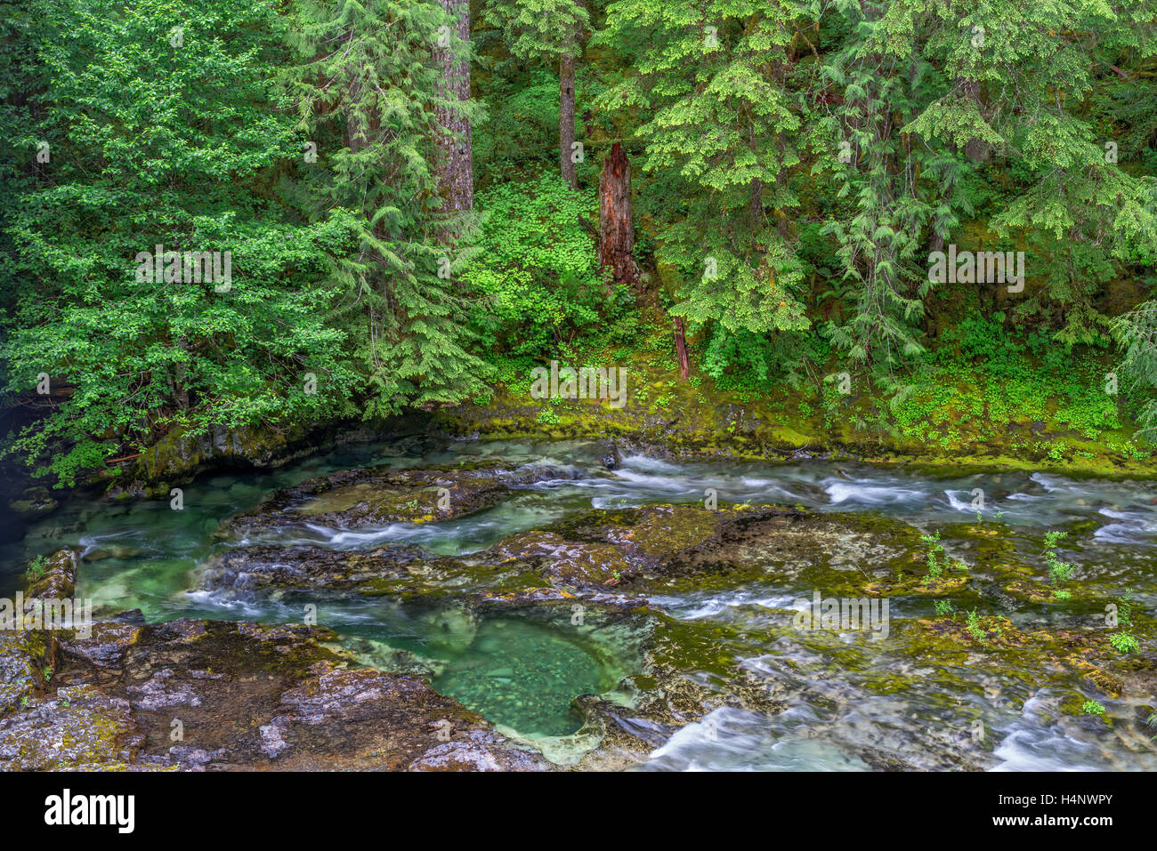 USA, Oregon, Willamette National Forest, Opal Creek Scenic Recreation ...