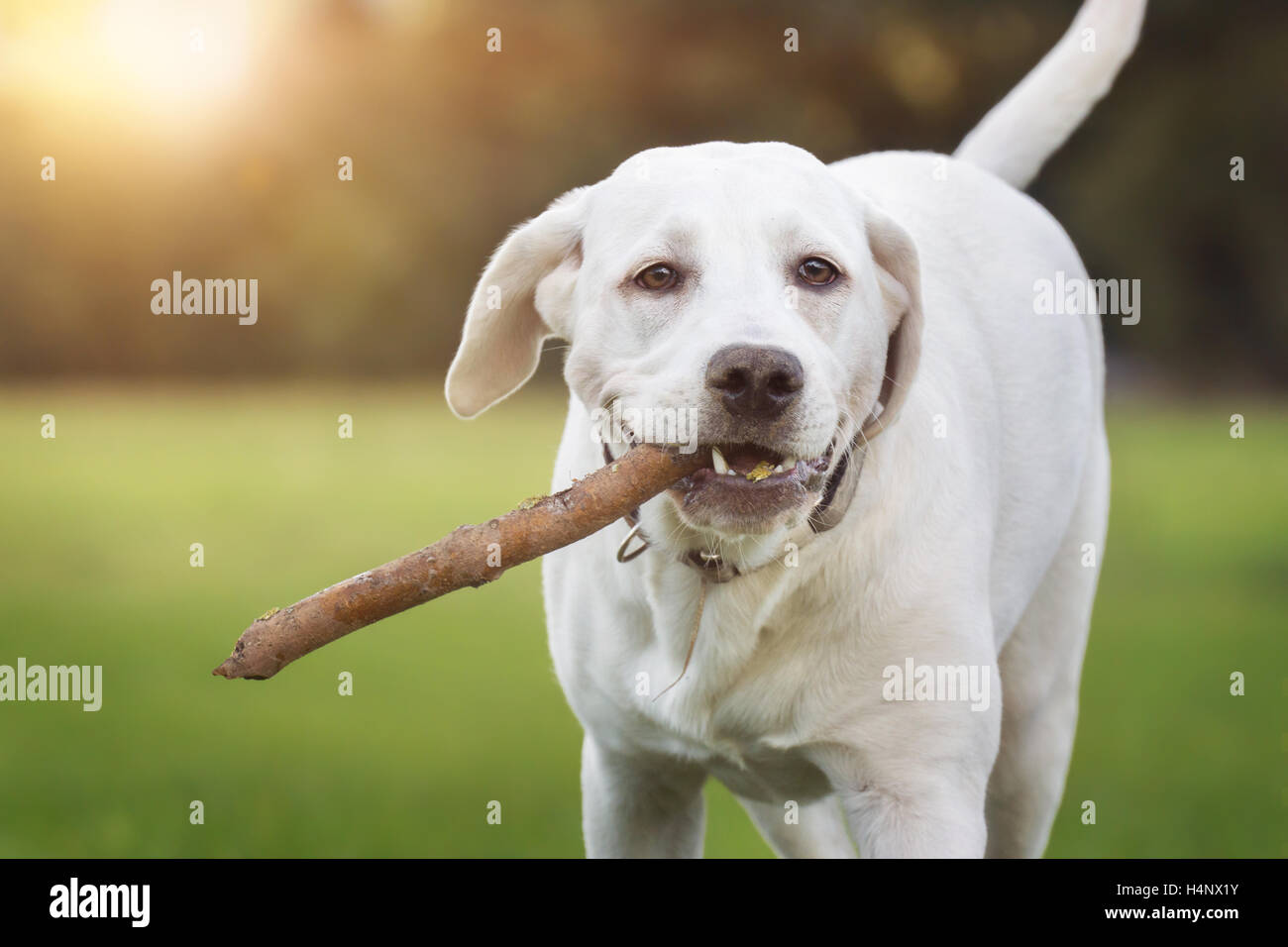 Young Labrador Retriever dog biting a stick while playing in the sunset ...
