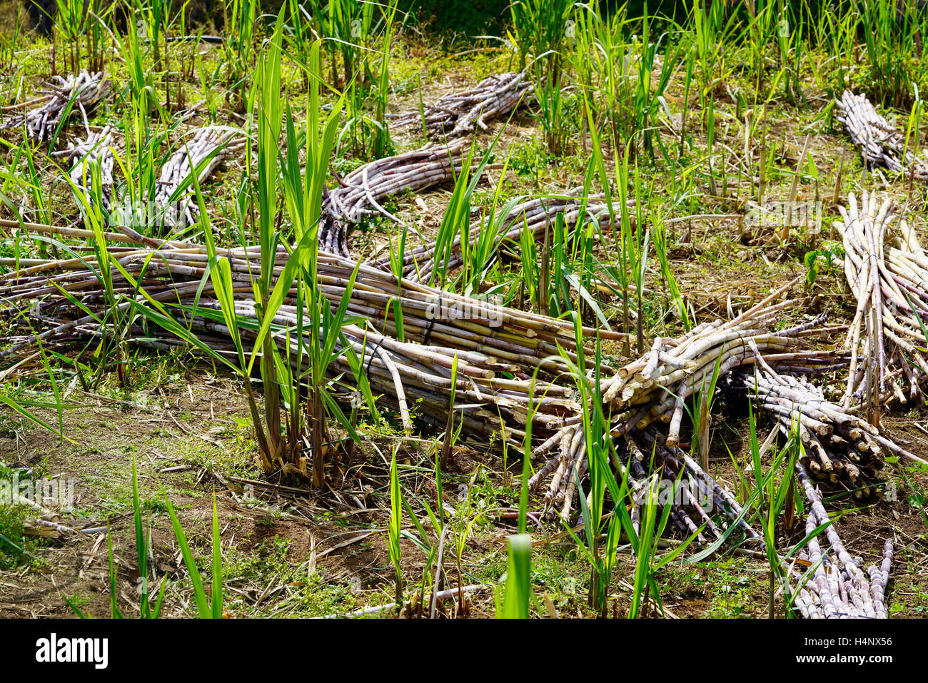 Machete on ground hi-res stock photography and images - Alamy