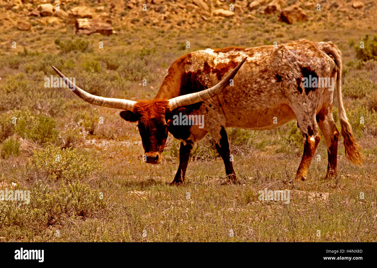 Long horn cattle, grazing in a field when he looked a little ...