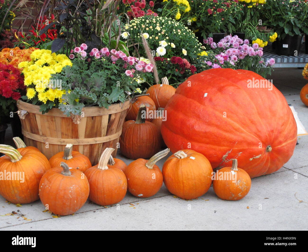 Autumn mums hi-res stock photography and images - Alamy