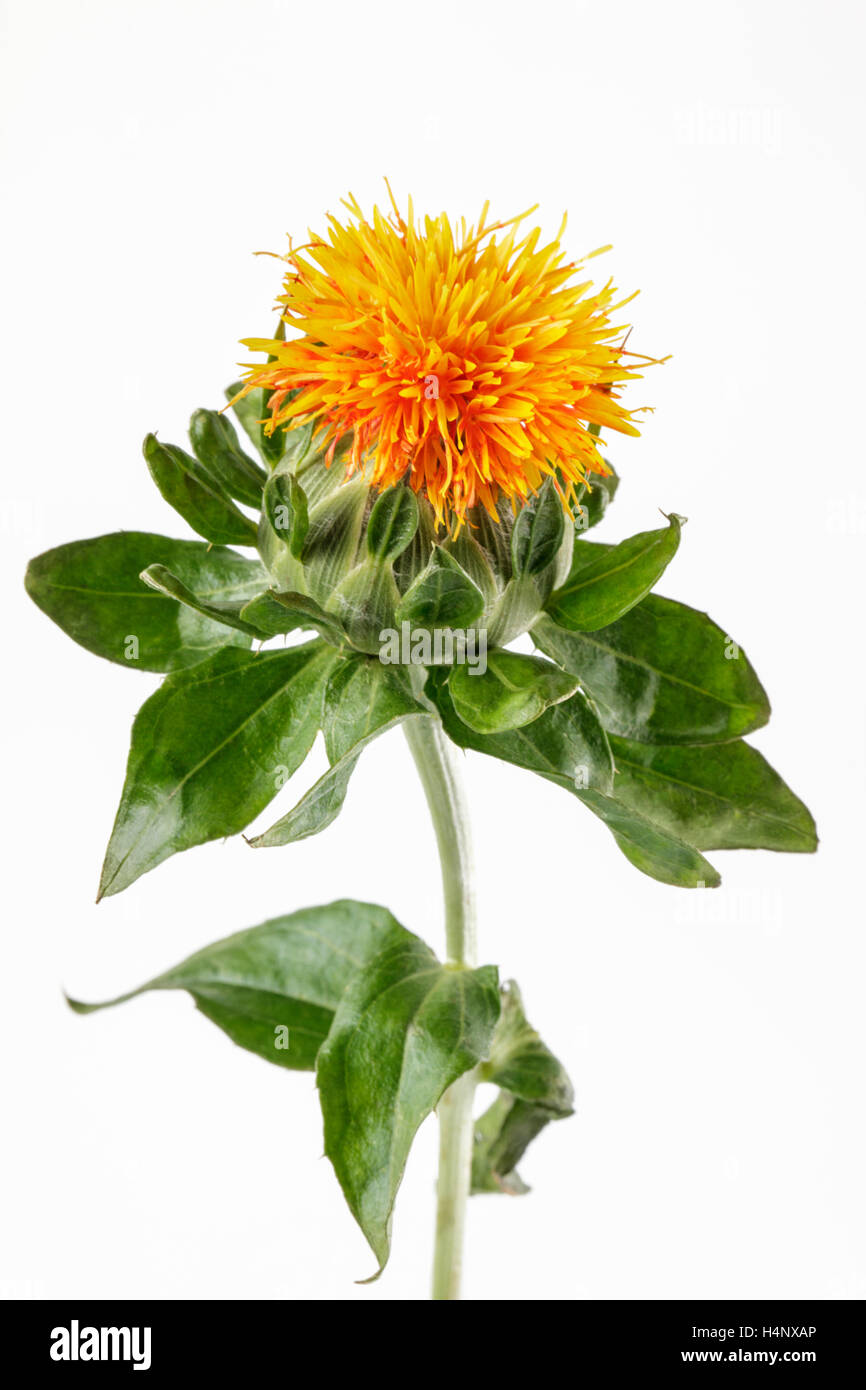 Safflower plants hi-res stock photography and images - Alamy