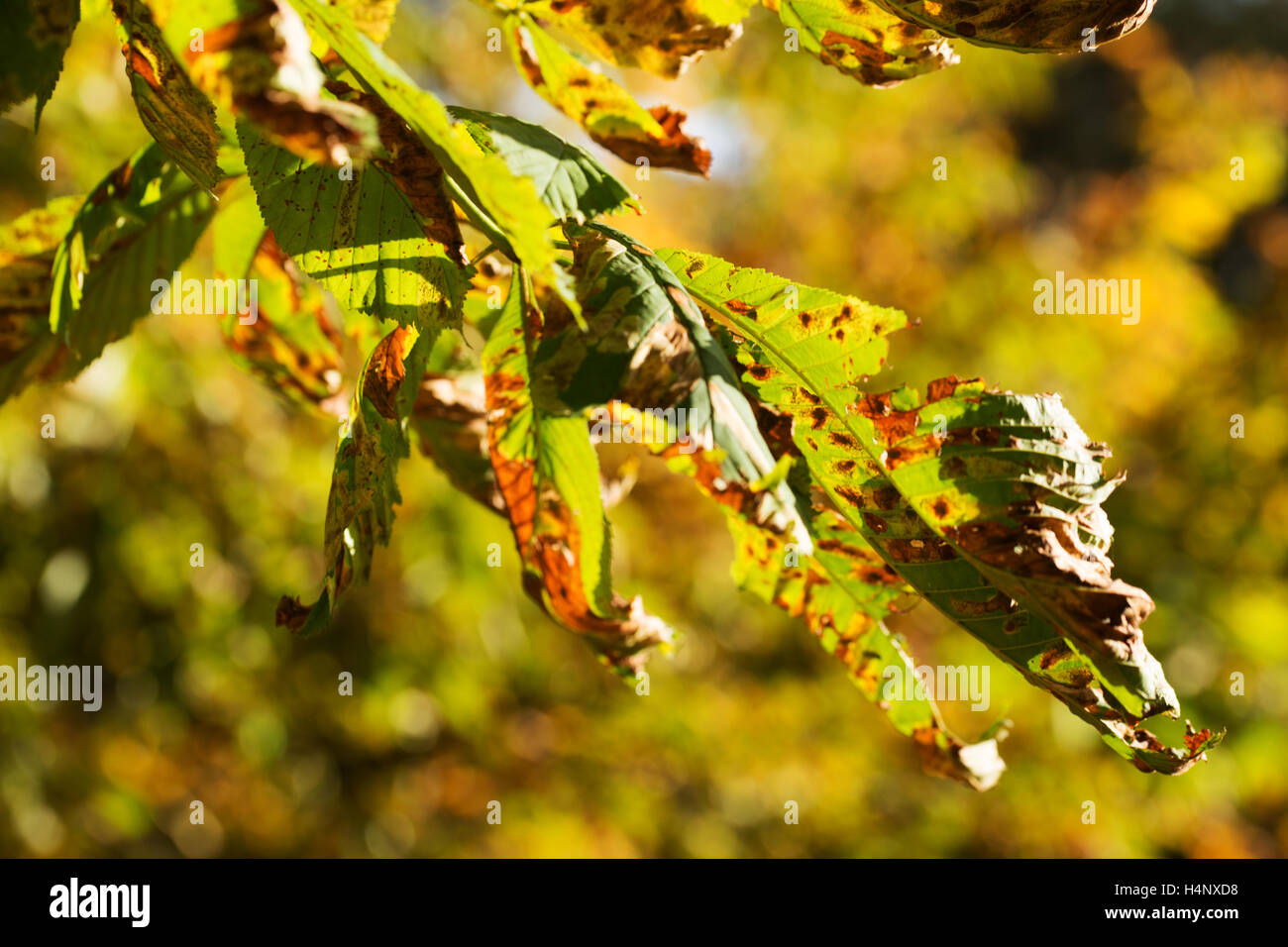 Chestnut Tree Autumn High Resolution Stock Photography and Images - Alamy