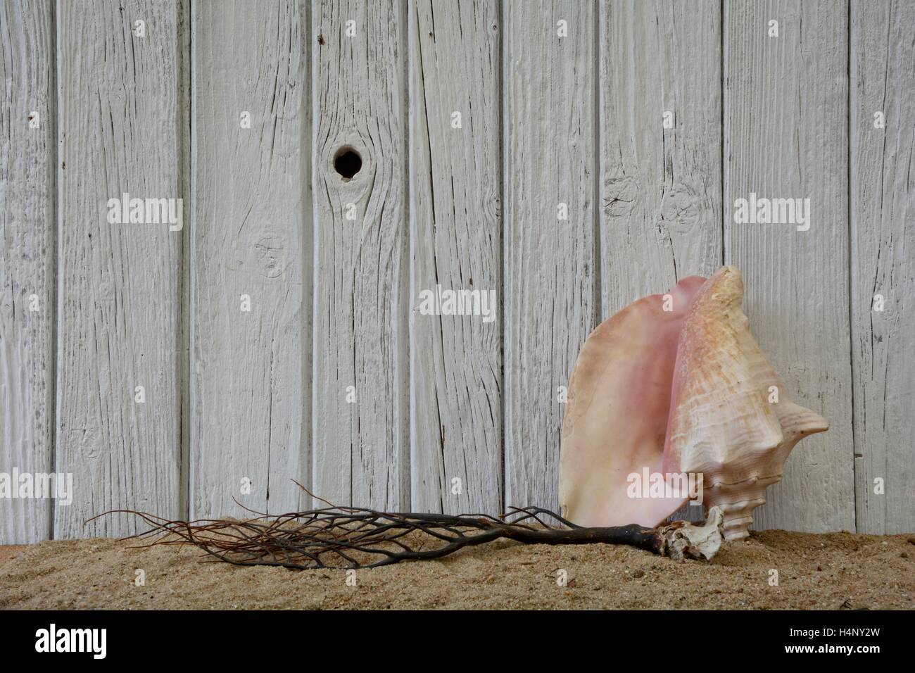 Shell grit hi-res stock photography and images - Alamy