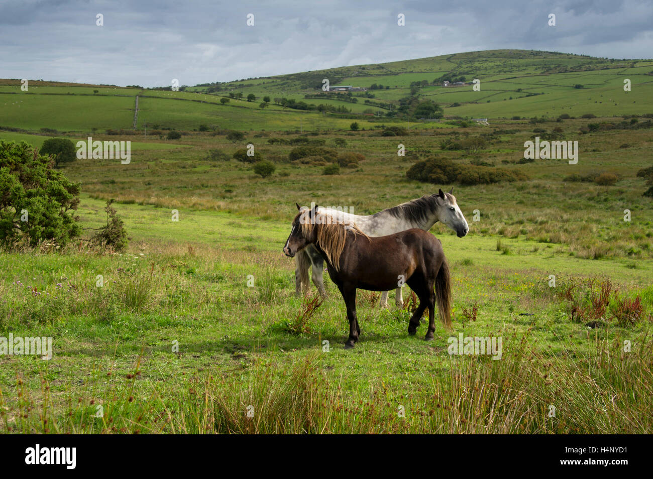 Two horses on Bodmin Moor, nr.Bolventor, Cornwall, UK Stock Photo - Alamy