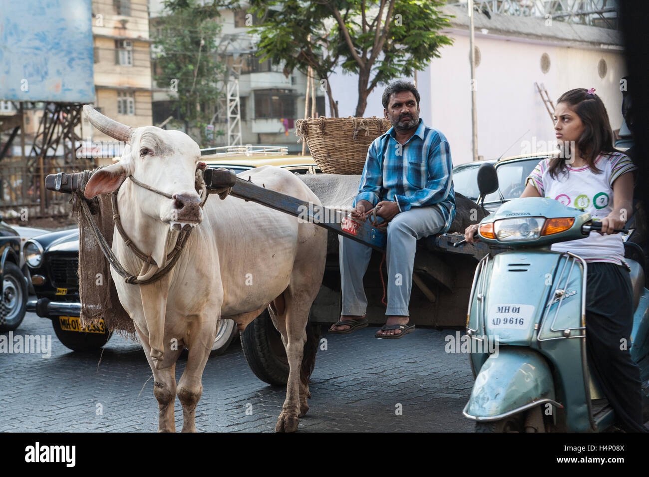 Bull cart hi-res stock photography and images - Alamy