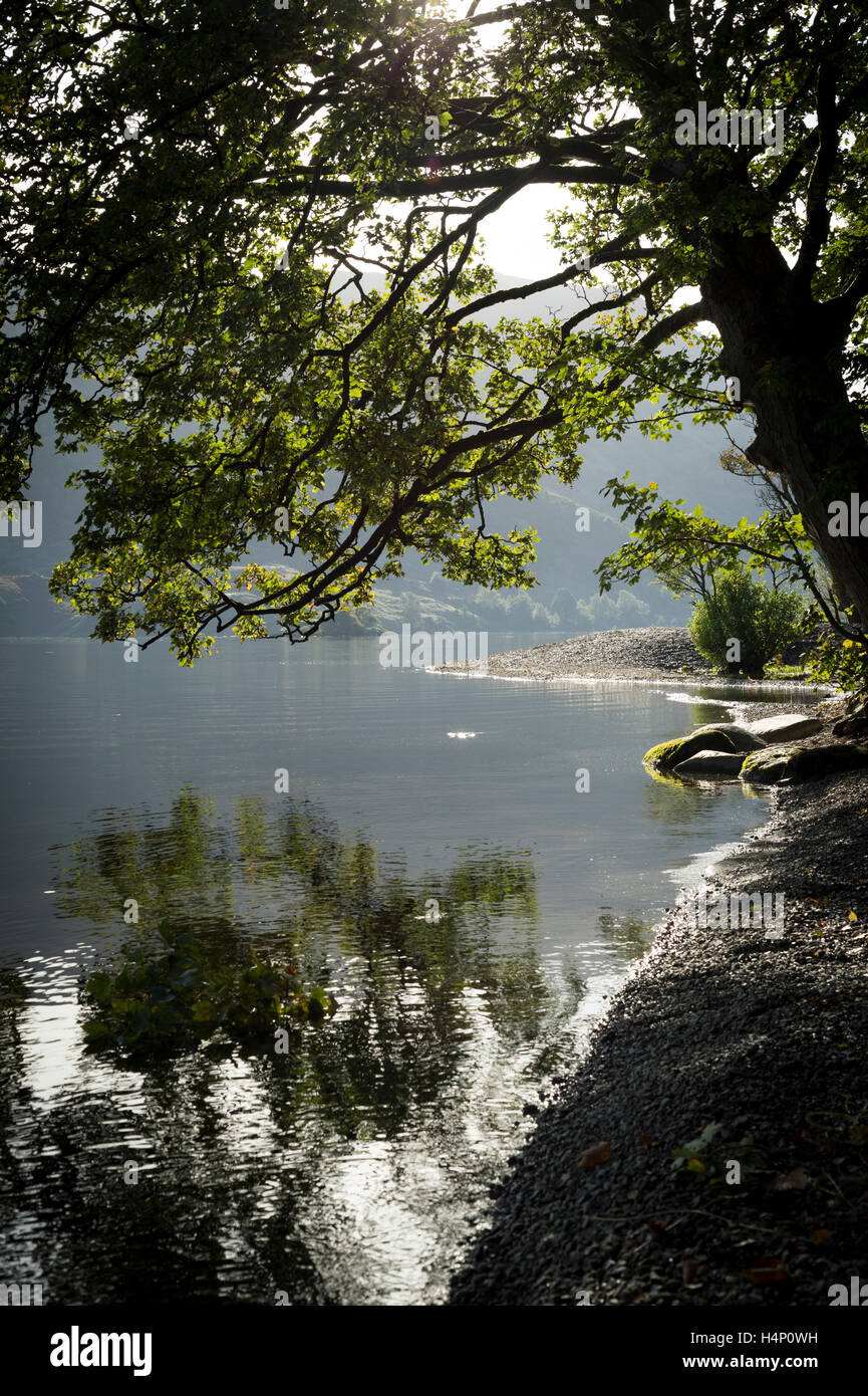 Sycamore Tree Uk Stock Photos & Sycamore Tree Uk Stock Images - Alamy