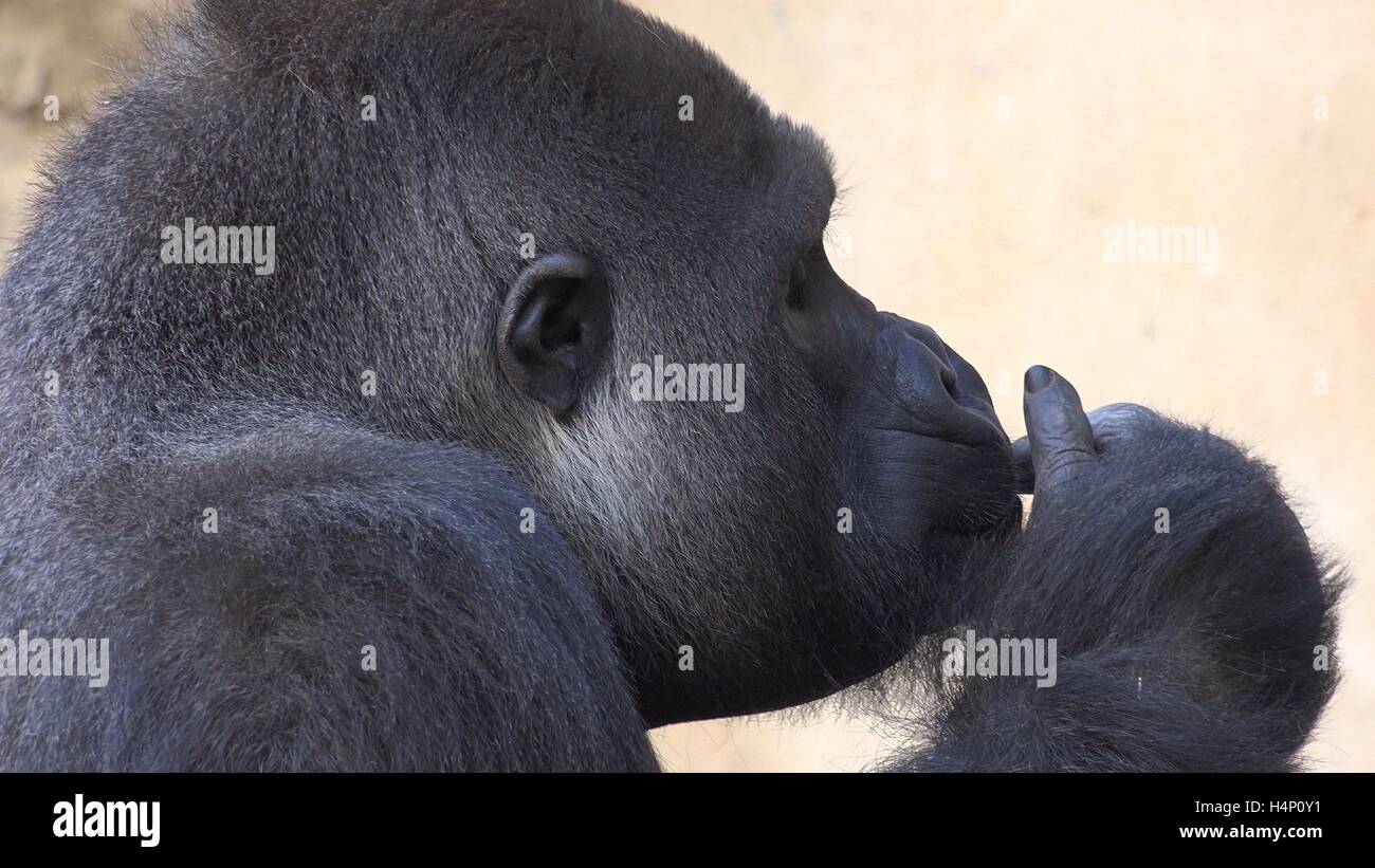 Gorilla Side Profile High Resolution Stock Photography and Images - Alamy