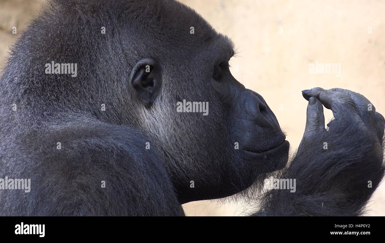 Gorilla Side Profile High Resolution Stock Photography and Images - Alamy