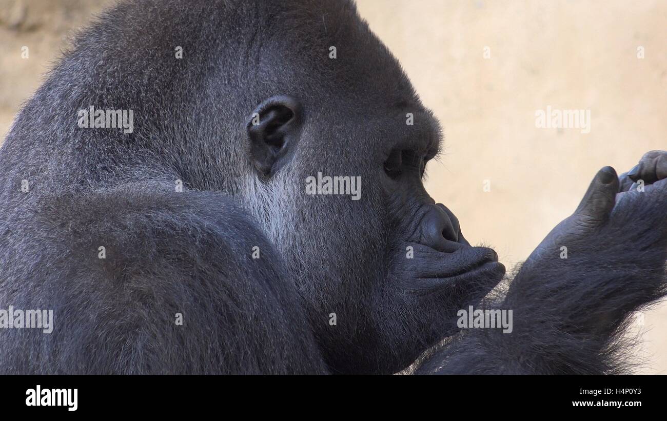 Gorilla Side Profile High Resolution Stock Photography and Images - Alamy