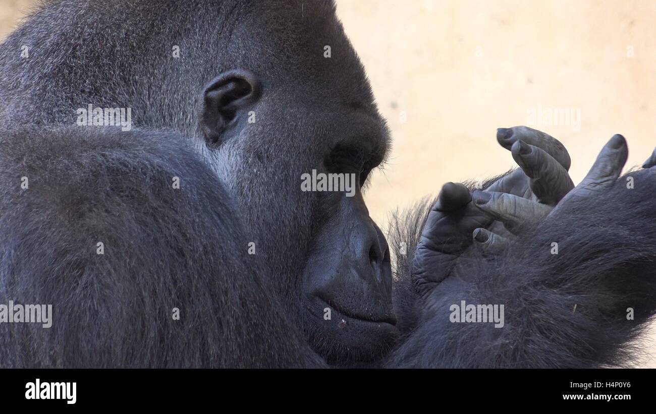 Silverback Gorilla Head Side View High Resolution Stock Photography and ...