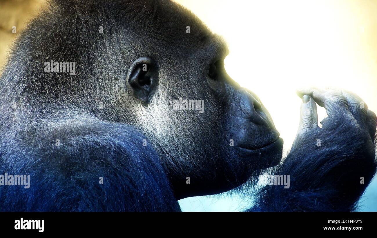 Silverback Gorilla Head Side View High Resolution Stock Photography and ...