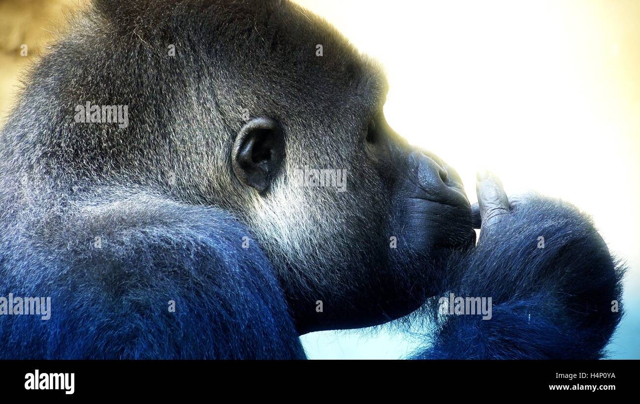 Silverback Gorilla Head Side View High Resolution Stock Photography and ...