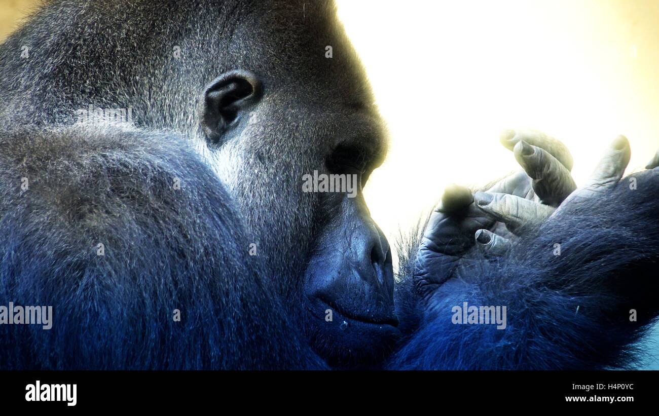 Silverback Gorilla Head Side View High Resolution Stock Photography and ...