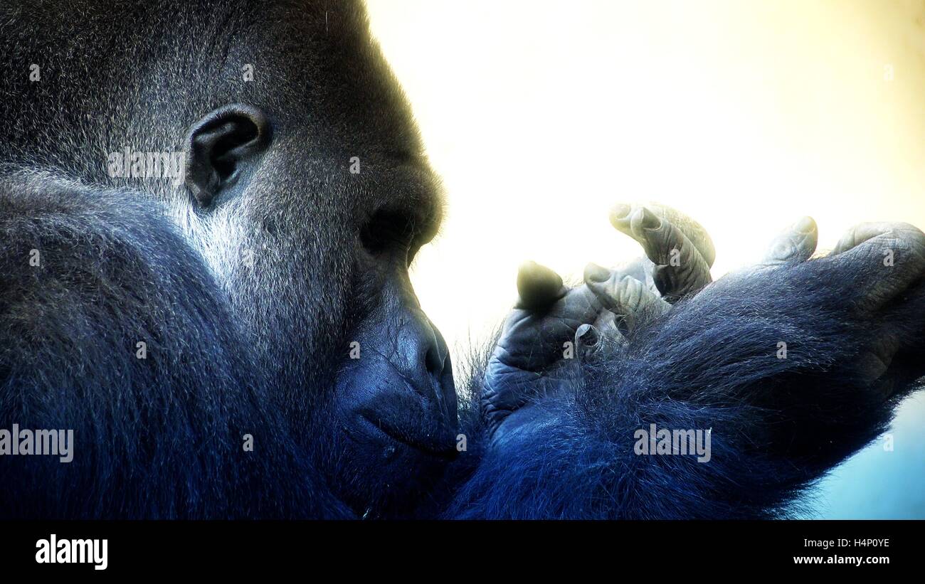 Silverback Gorilla Head Side View High Resolution Stock Photography and ...